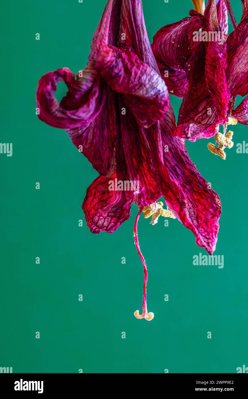 Decaying petals hi-res stock photography and images - Alamy