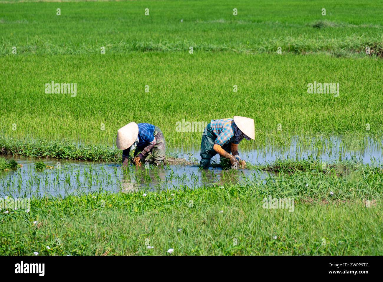 Farmer working in the rice field Asian farmer transplant rice seedlings ...