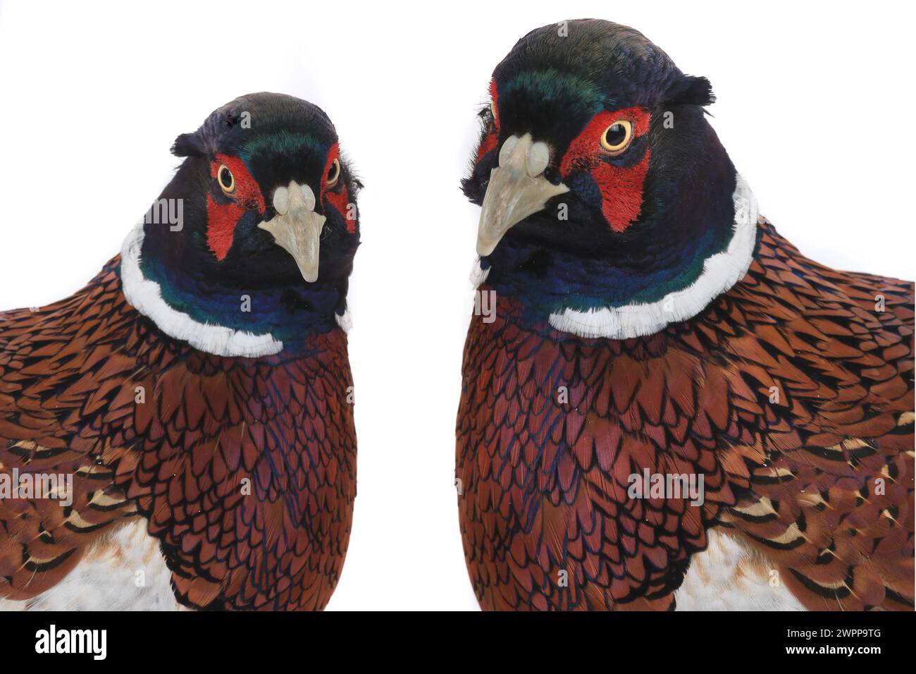 portraits pheasant hunting is photographed in studio Stock Photo - Alamy