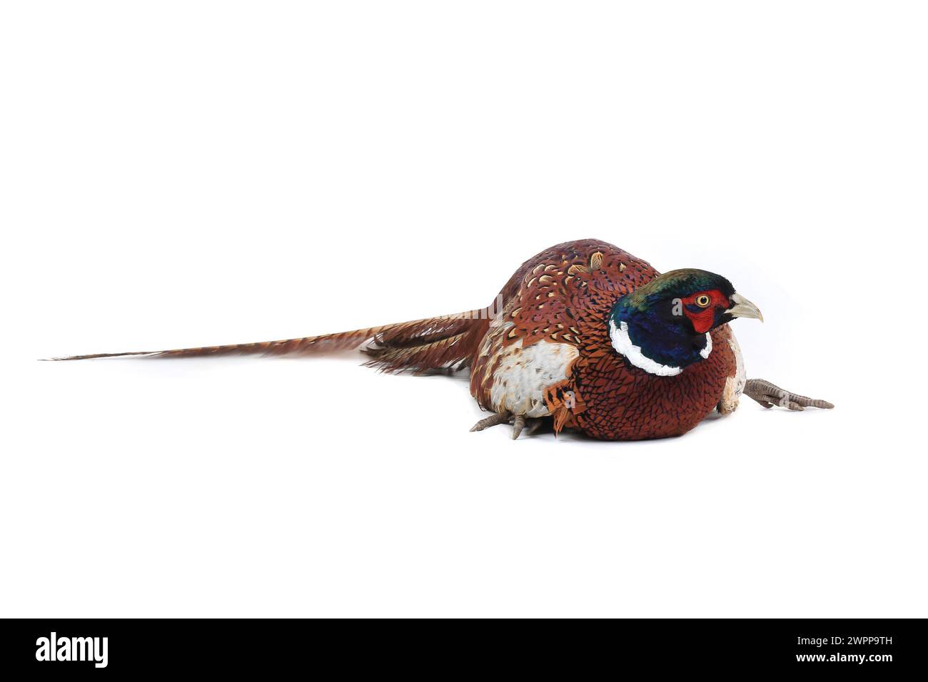 Pheasant in nature Cut Out Stock Images & Pictures - Alamy