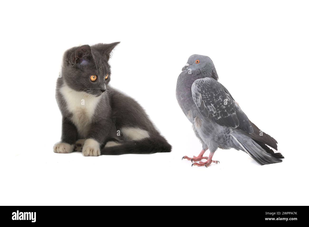 cat and pigeon on a white background Stock Photo - Alamy