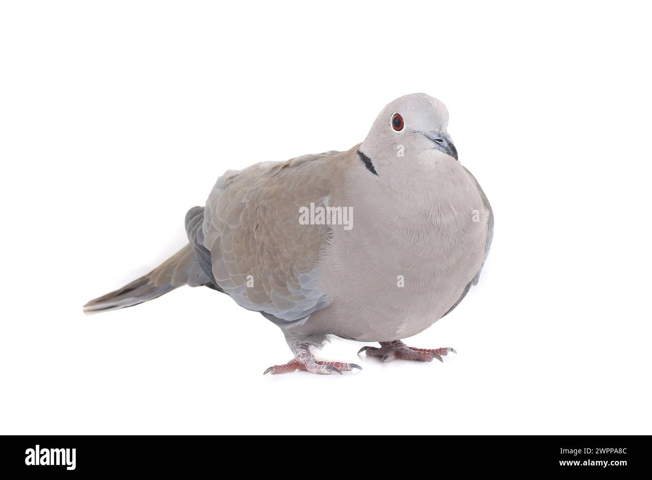 eurasian collared dove on a white background Stock Photo - Alamy
