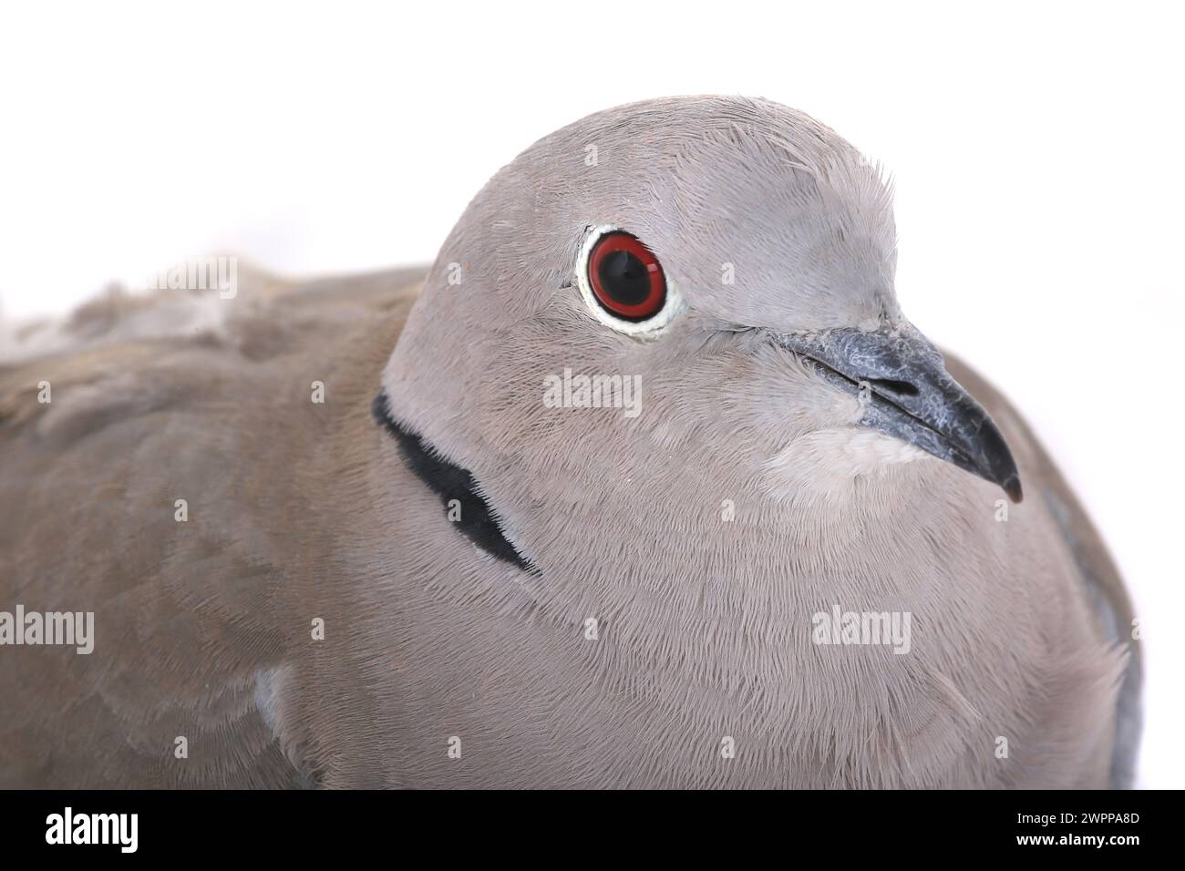 portrait eurasian collared dove on a white background Stock Photo - Alamy
