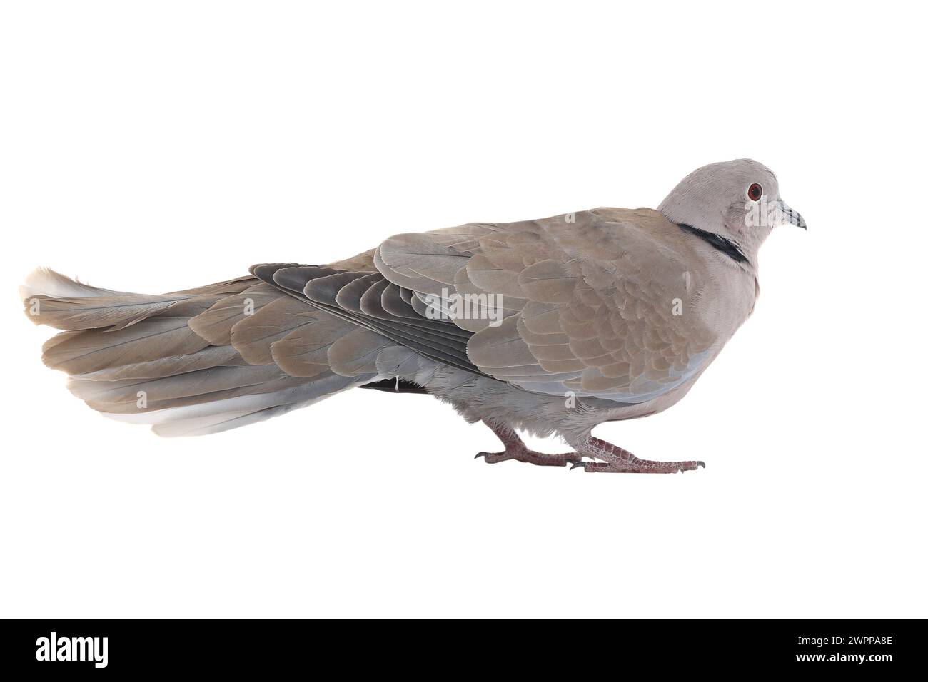 eurasian collared dove on a white background Stock Photo - Alamy