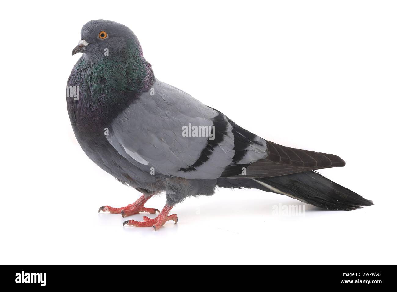 grey dove isolated on a white background Stock Photo - Alamy