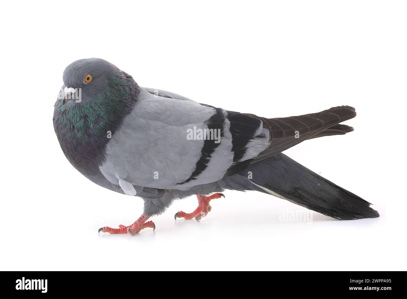 grey dove isolated on a white background Stock Photo - Alamy