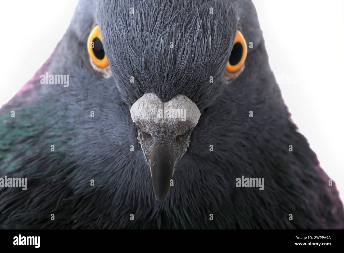 portrait grey dove isolated on a white background Stock Photo - Alamy