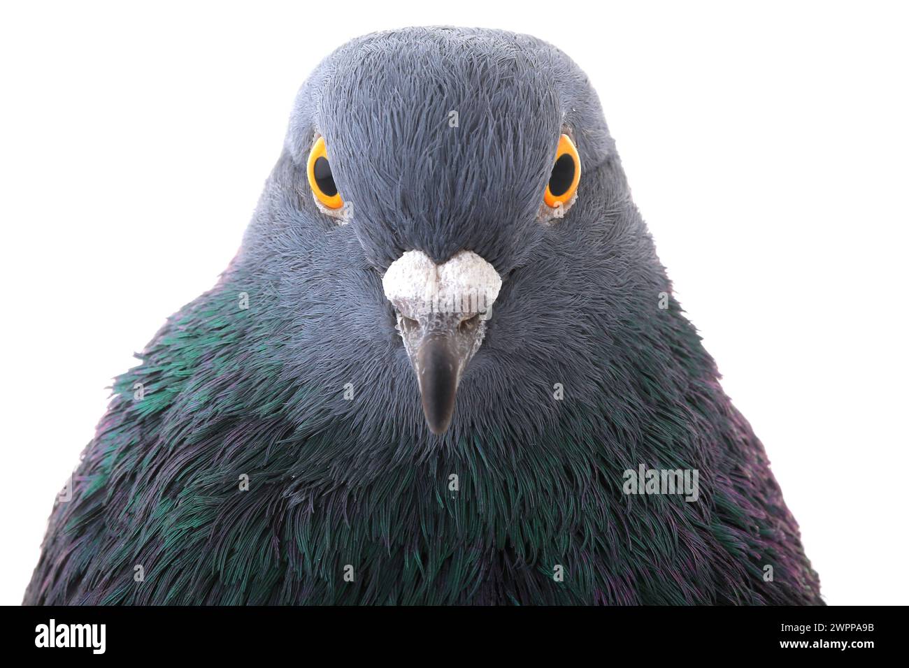 portrait grey dove isolated on a white background Stock Photo - Alamy