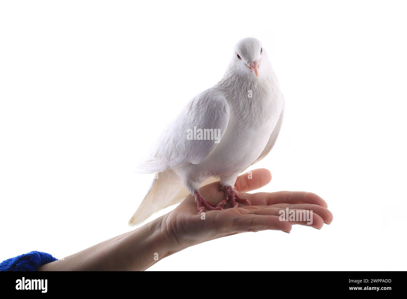 pigeon on a hand at woman on a white background Stock Photo - Alamy