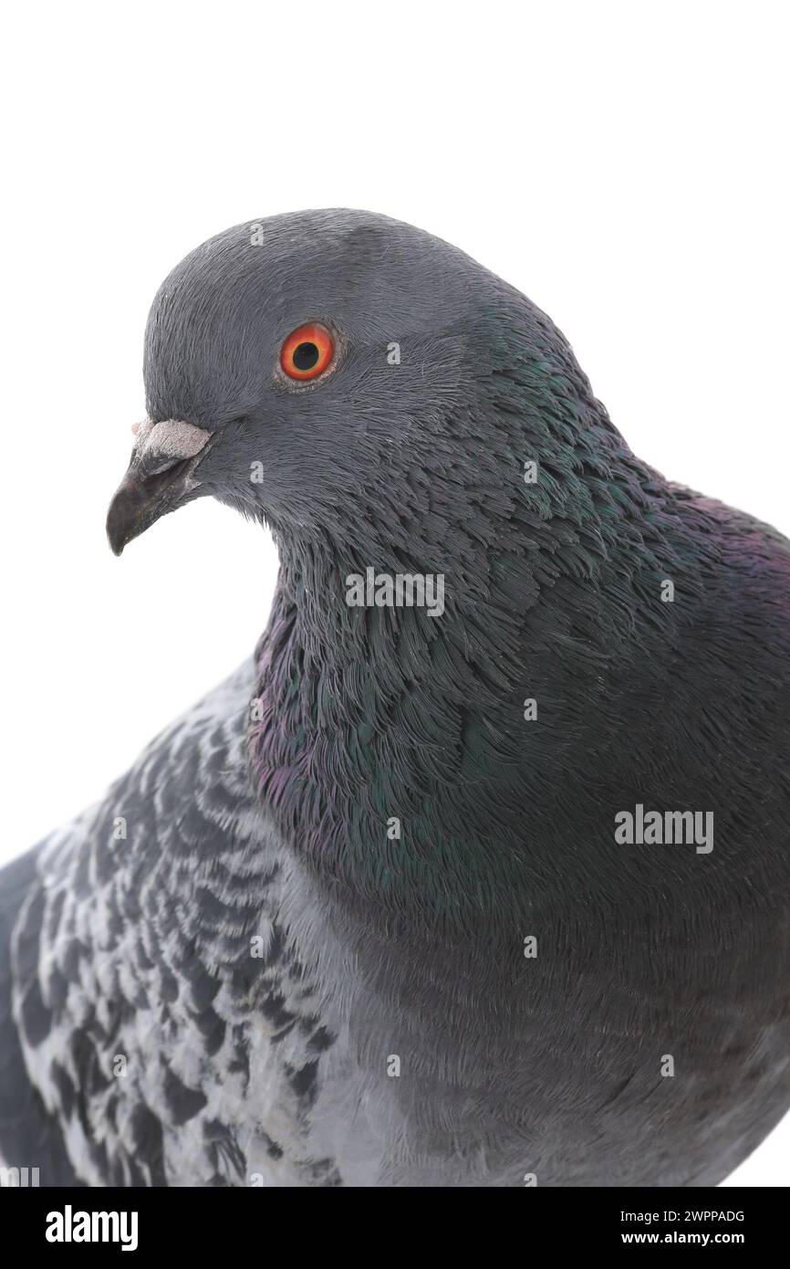 portrait grey dove isolated on a white background Stock Photo - Alamy