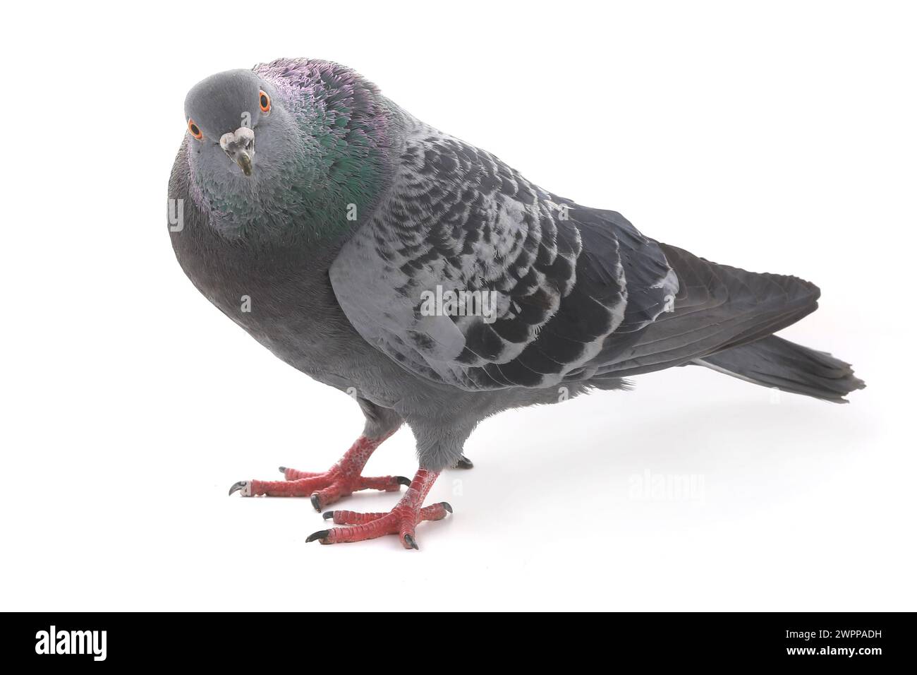 grey dove isolated on a white background Stock Photo - Alamy