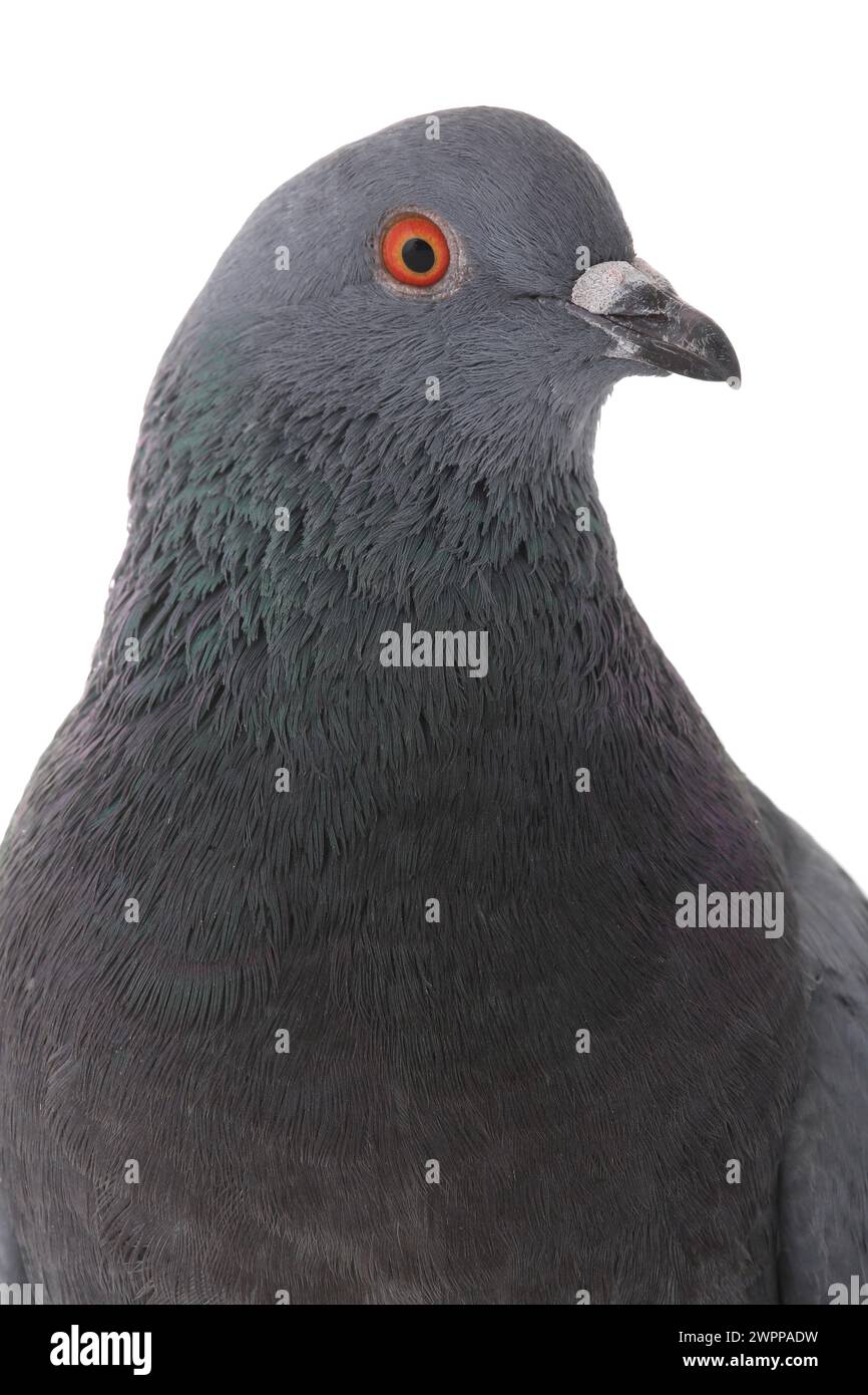portrait grey dove isolated on a white background Stock Photo - Alamy