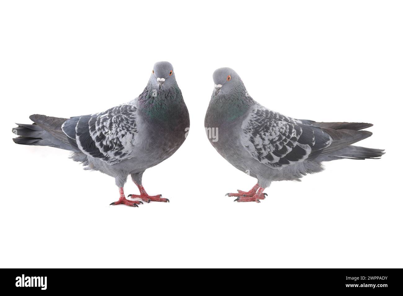 grey dove isolated on a white background Stock Photo - Alamy