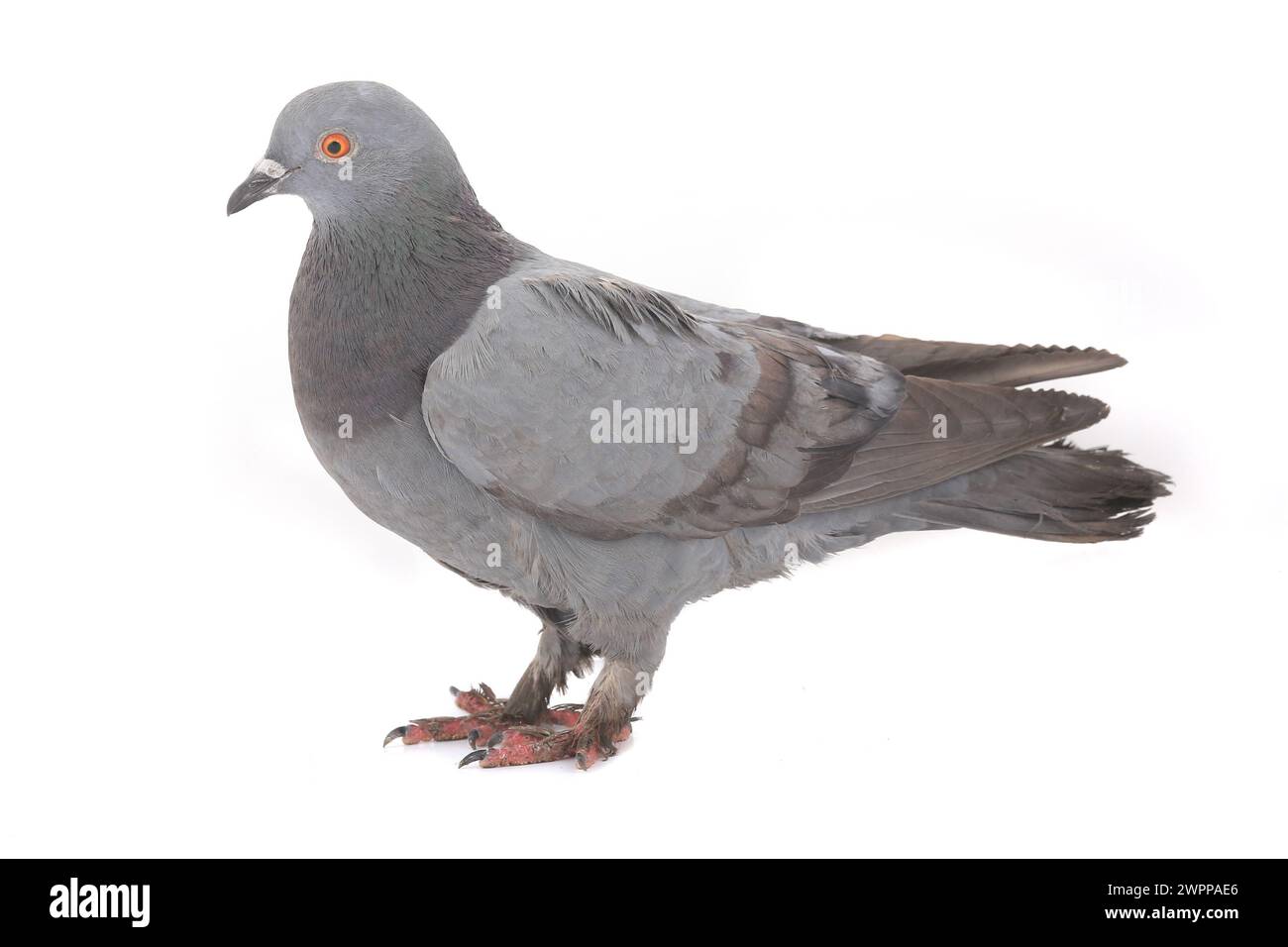 grey dove isolated on a white background Stock Photo - Alamy