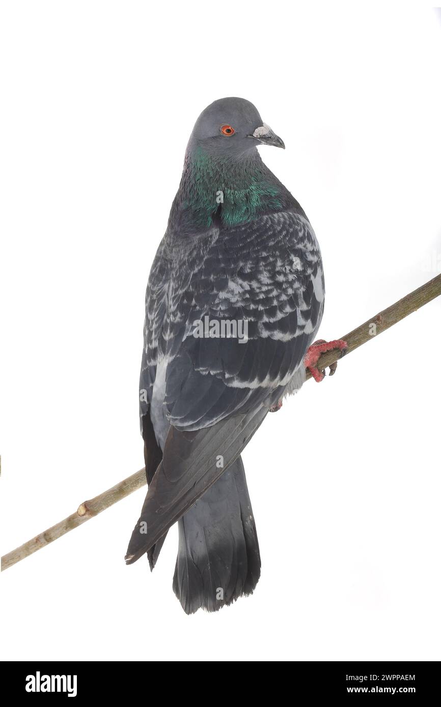 grey dove isolated on a white background Stock Photo - Alamy