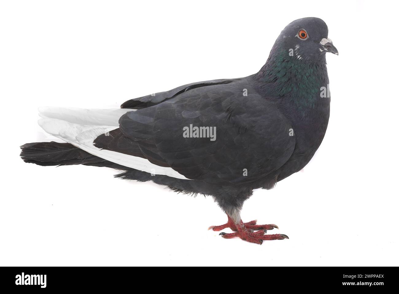 grey dove isolated on a white background Stock Photo - Alamy