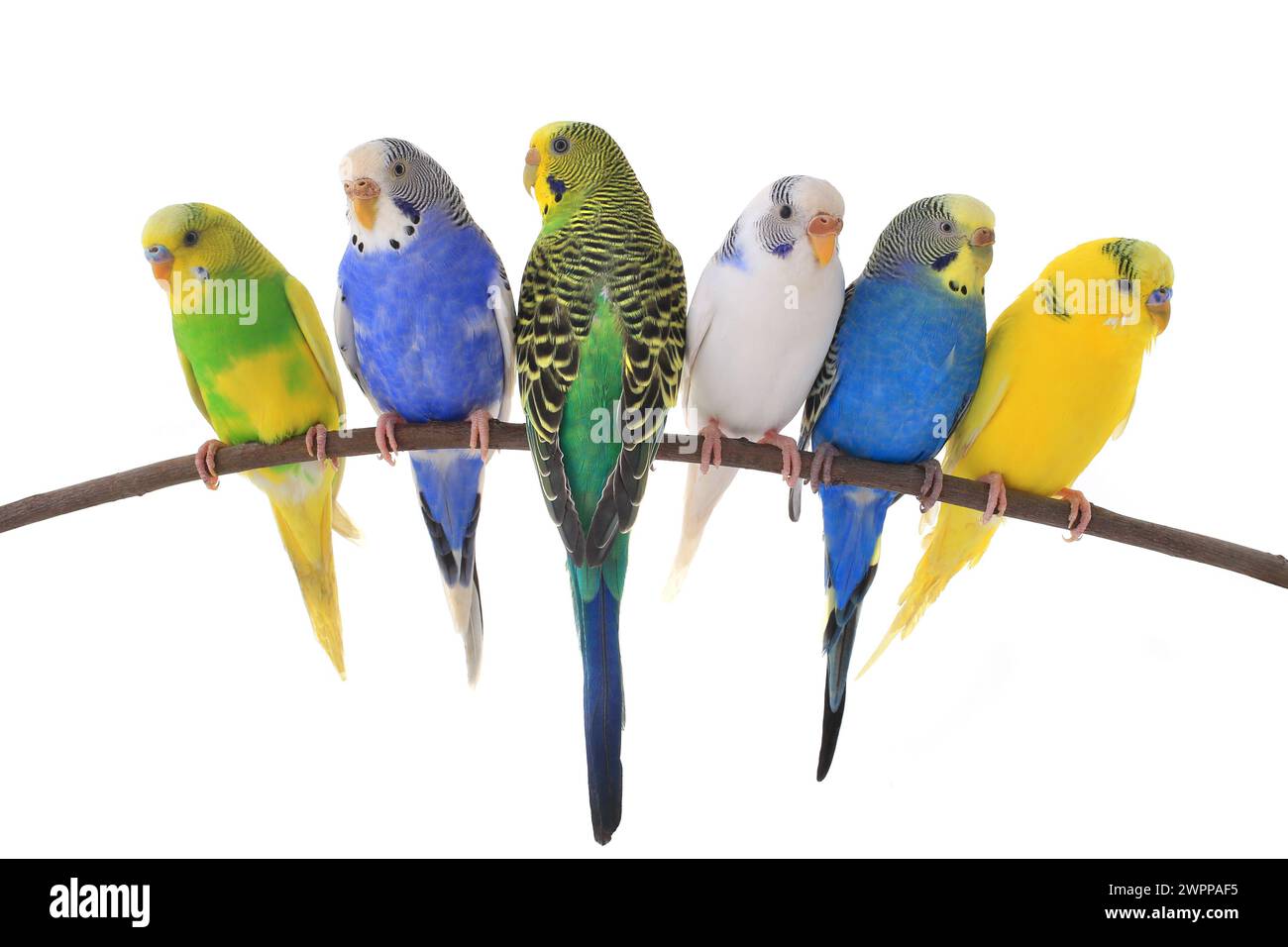 budgerigars australian parakeets isolated on white background Stock ...