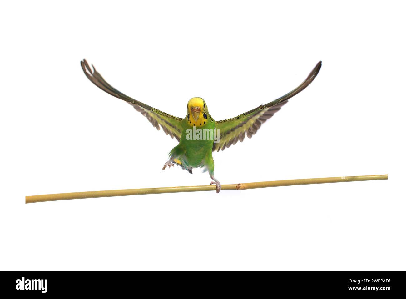 take-off of a parrot on a white background Stock Photo - Alamy