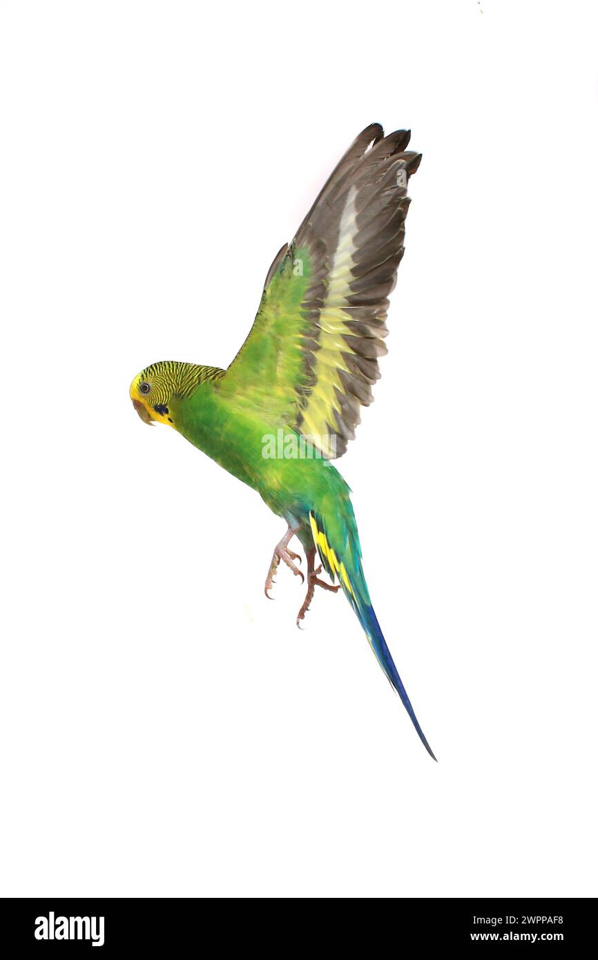 take-off of a parrot on a white background Stock Photo - Alamy