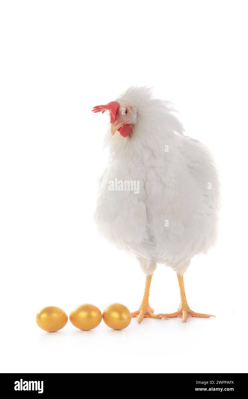 Gold hen Cut Out Stock Images & Pictures - Alamy