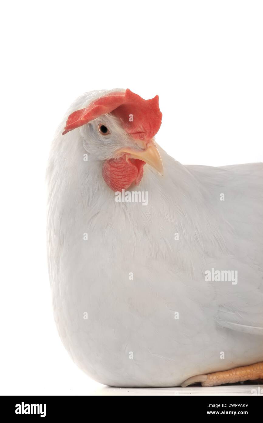 portrait hen on a white background Stock Photo - Alamy