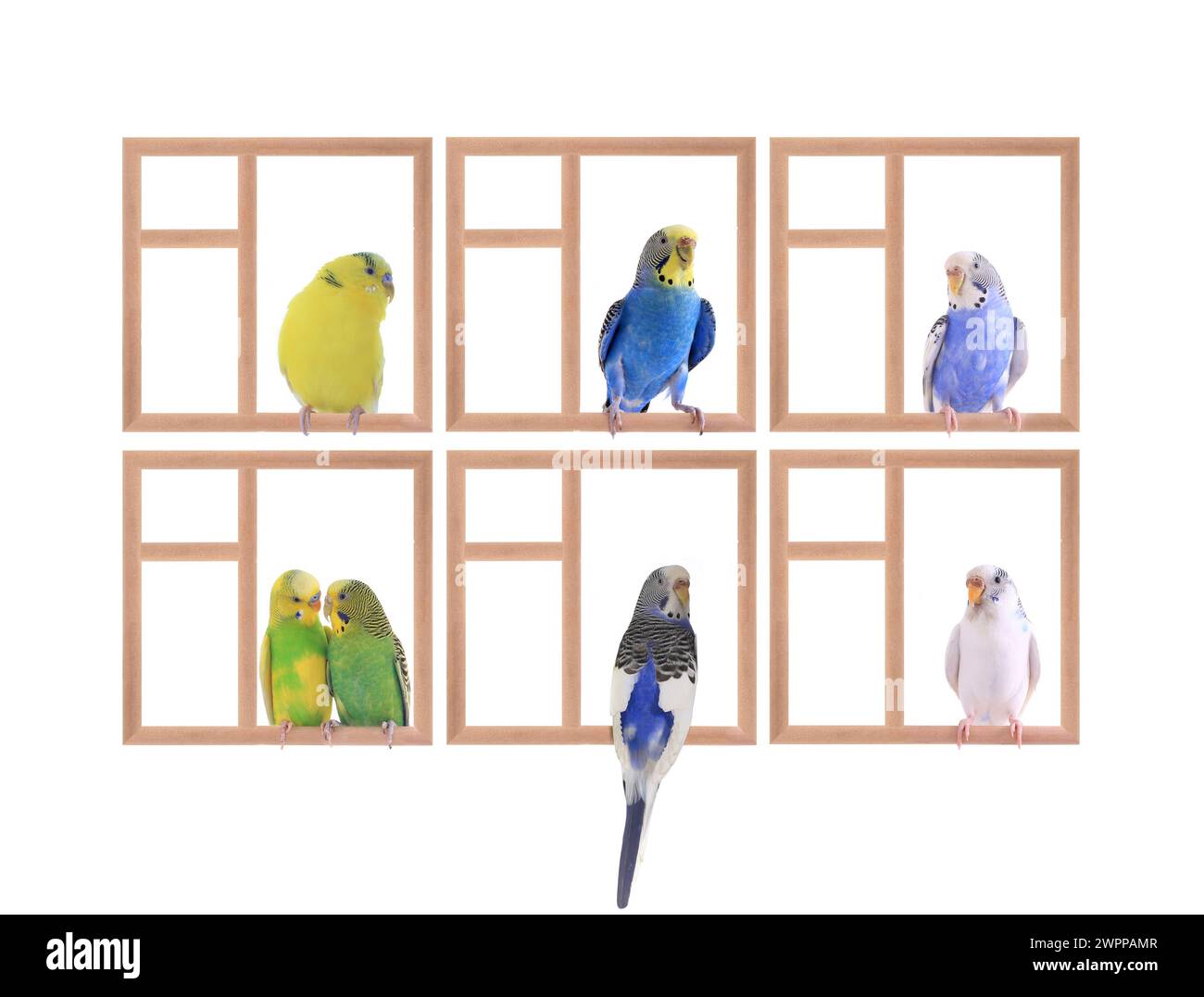 budgie sitting in a window isolated on white background Stock Photo - Alamy