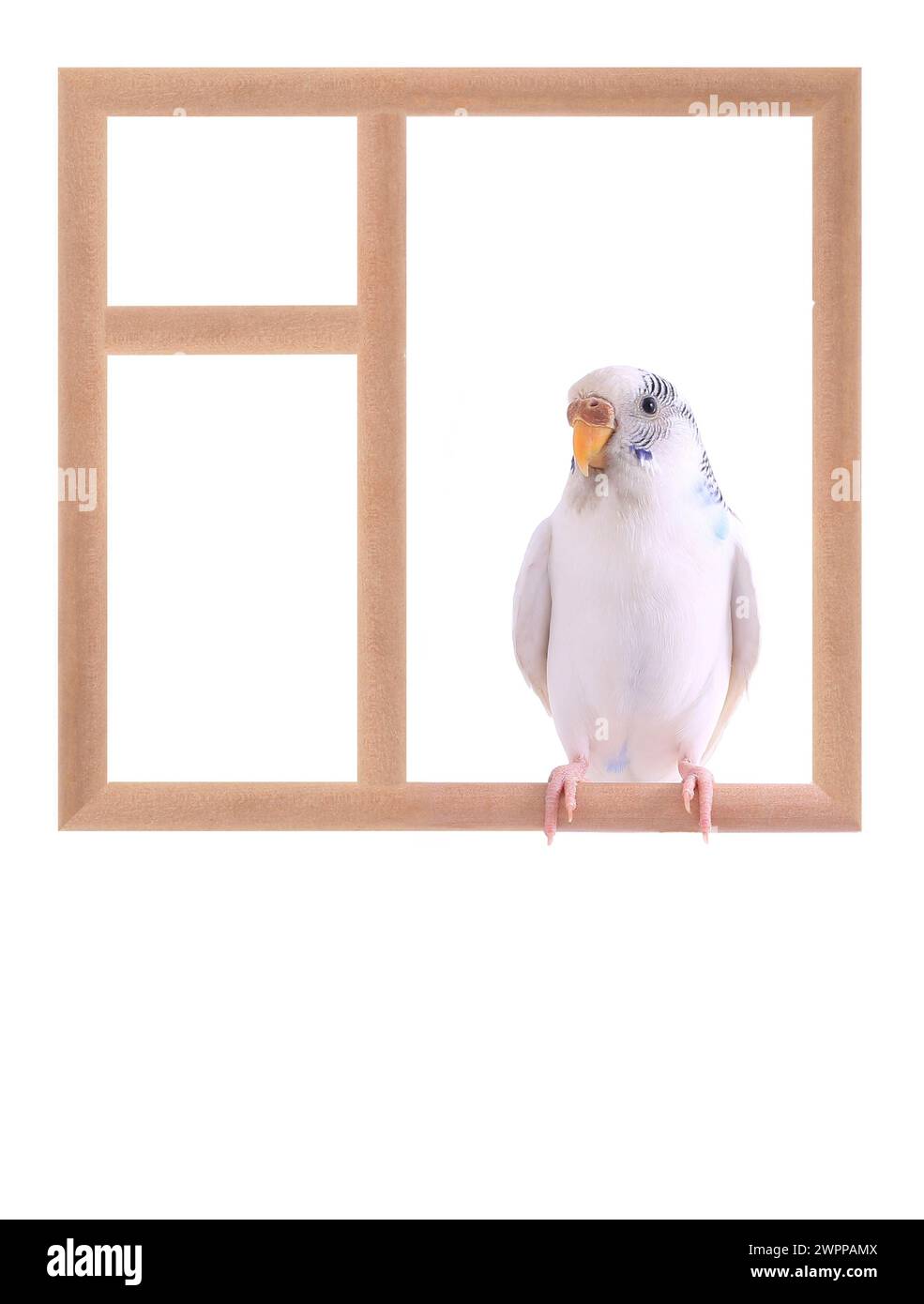budgie sitting in a window isolated on white background Stock Photo - Alamy