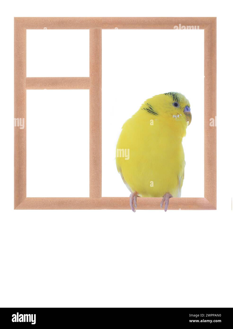 budgie sitting in a window isolated on white background Stock Photo - Alamy