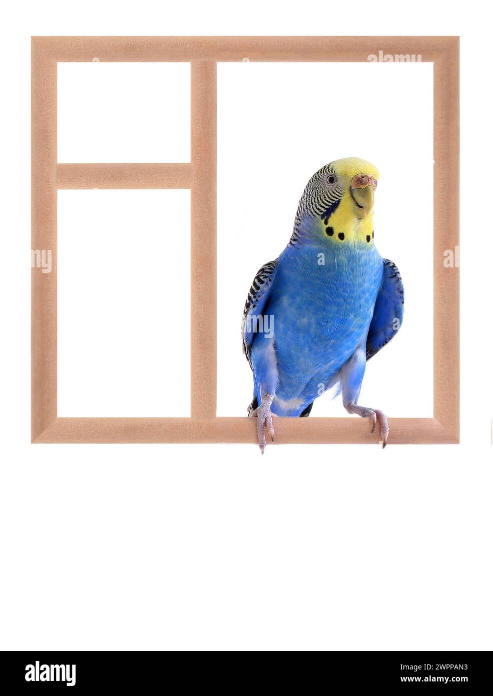 budgie sitting in a window isolated on white background Stock Photo - Alamy