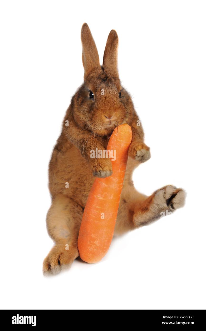 brown rabbit and carrots on a white background Stock Photo - Alamy