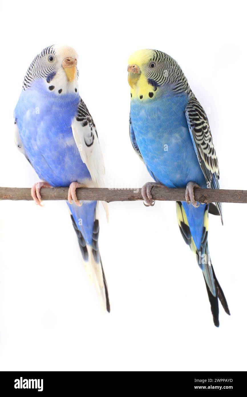budgerigars australian parakeets isolated on white background Stock ...