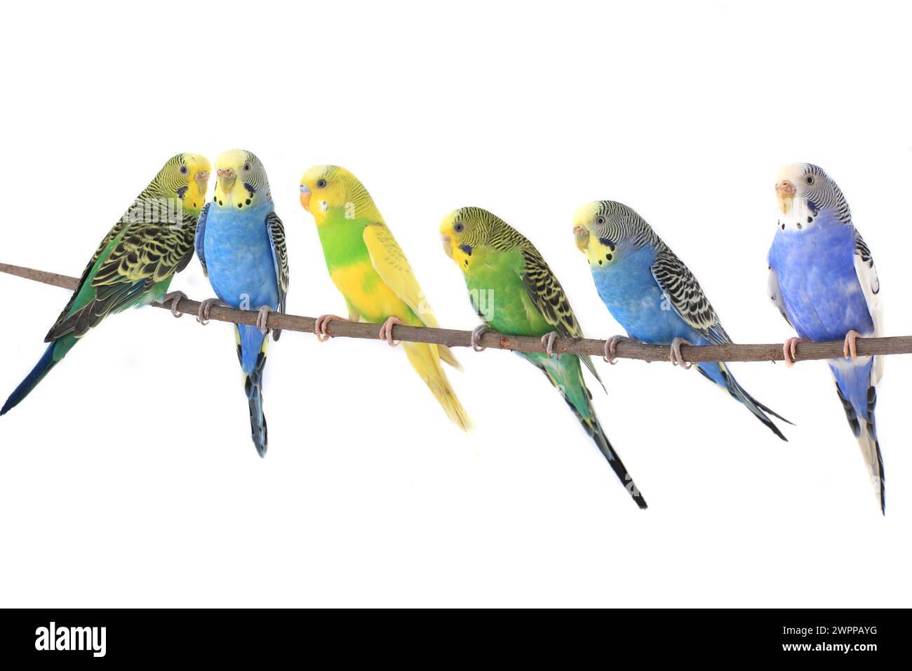 budgerigars australian parakeets isolated on white background Stock ...