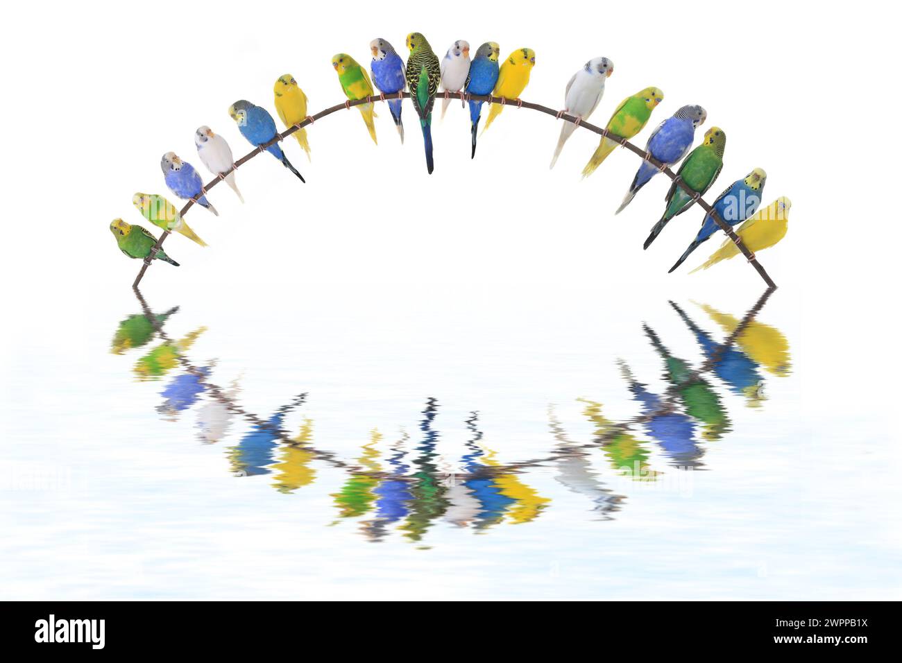 budgerigars australian parakeets isolated on white background Stock ...