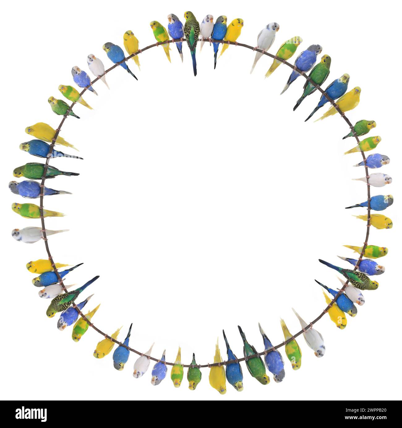 budgerigars australian parakeets isolated on white background Stock ...