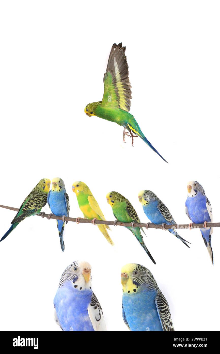 budgerigars australian parakeets isolated on white background Stock ...