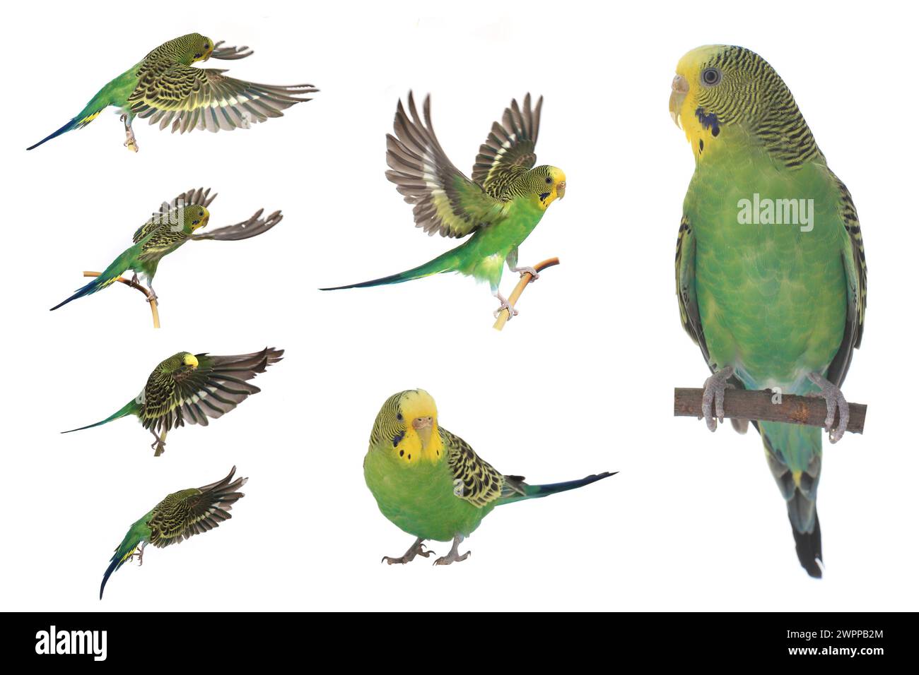 take-off of a parrot on a white background Stock Photo - Alamy