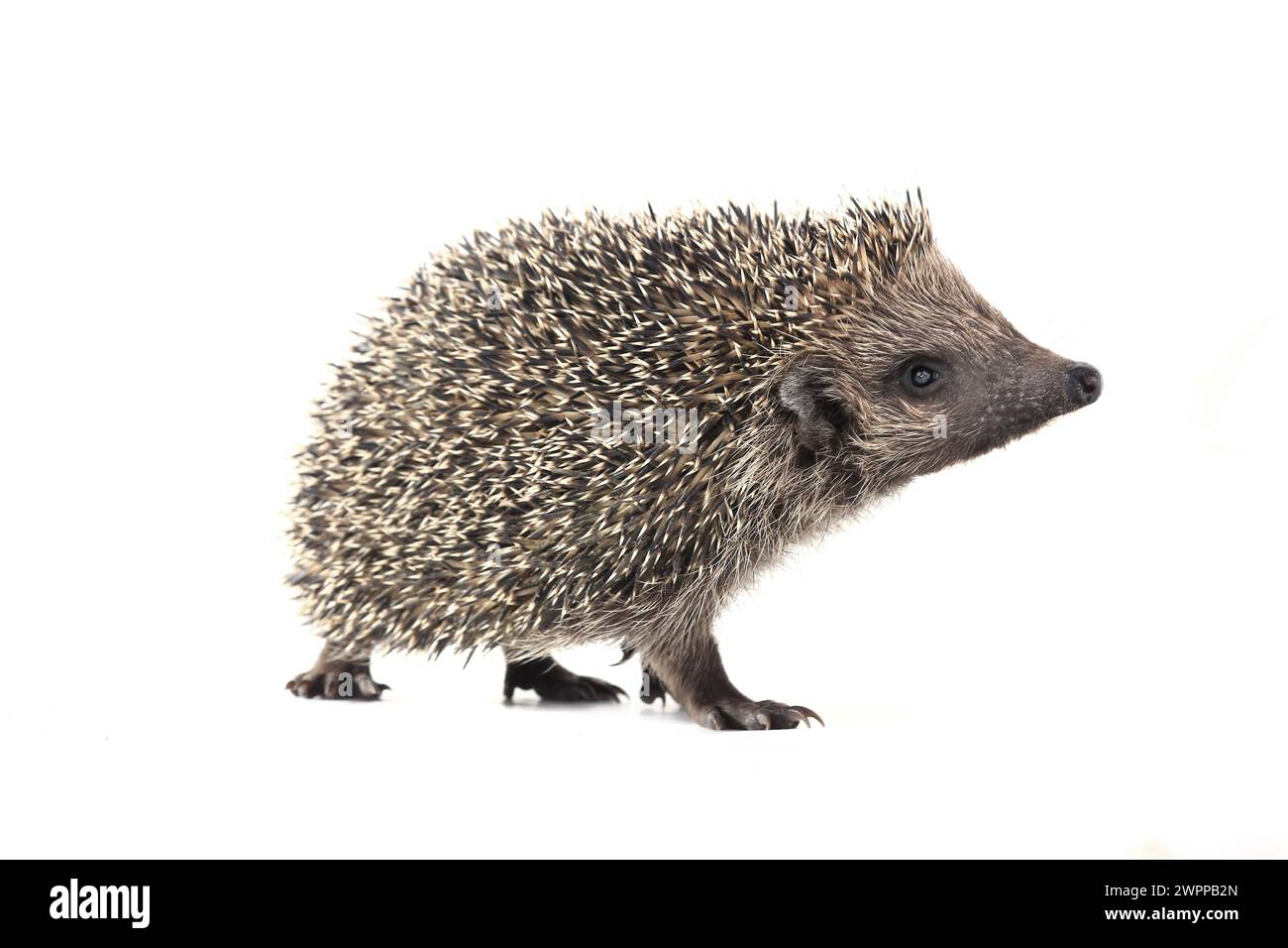 hedgehog isolated on white background Stock Photo - Alamy
