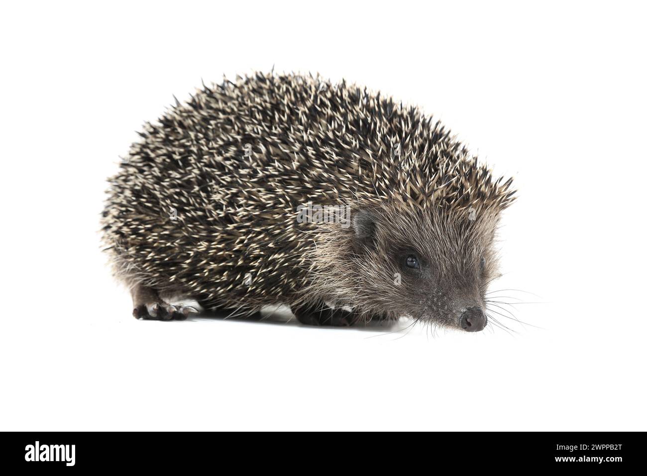 hedgehog isolated on white background Stock Photo - Alamy