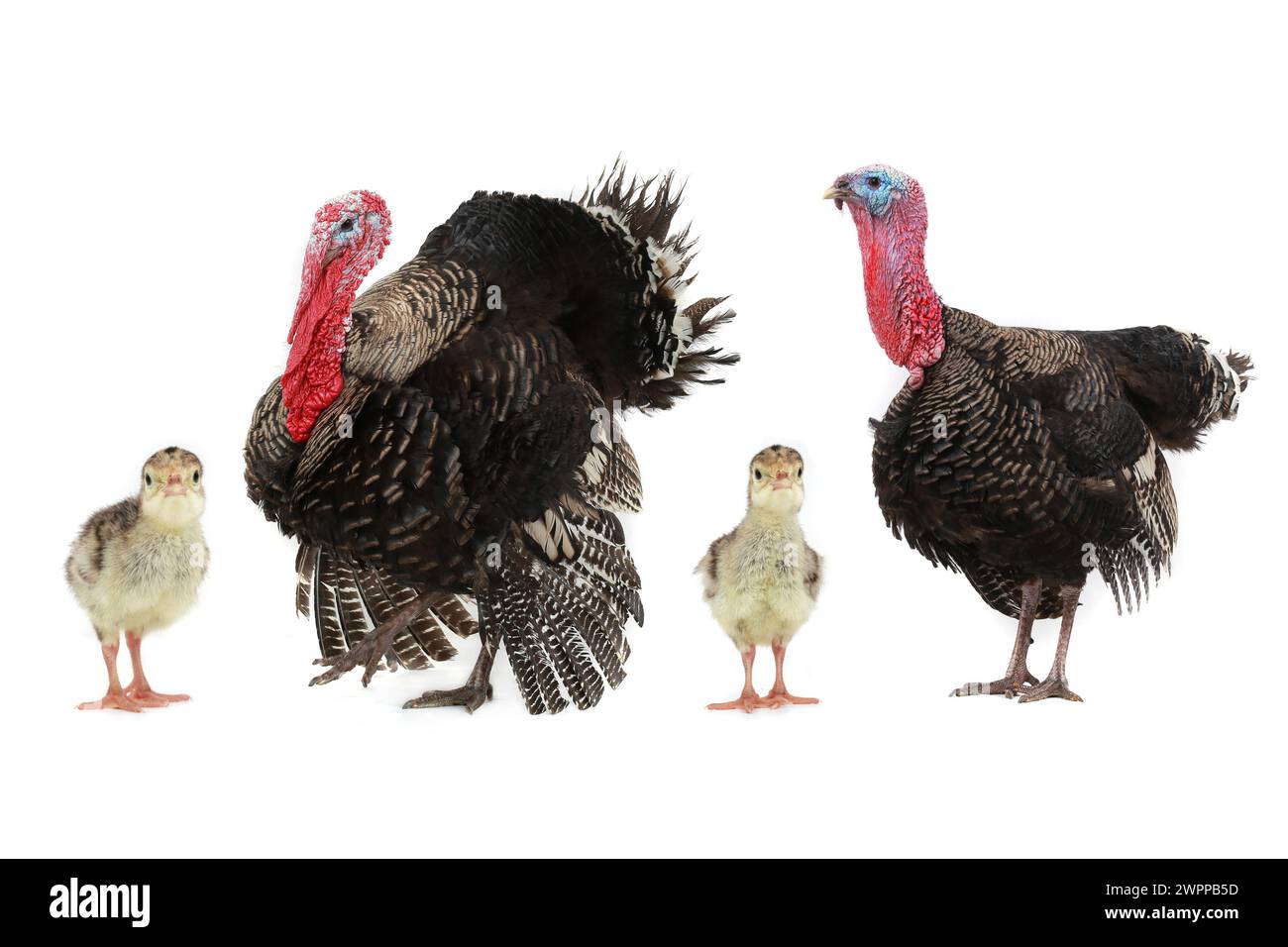 Turkey isolated on a white background Stock Photo - Alamy