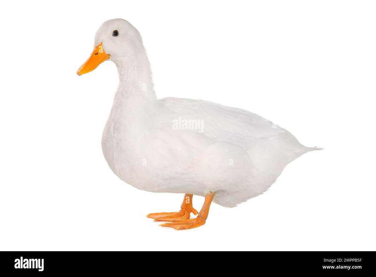 white duck on white a background Stock Photo - Alamy
