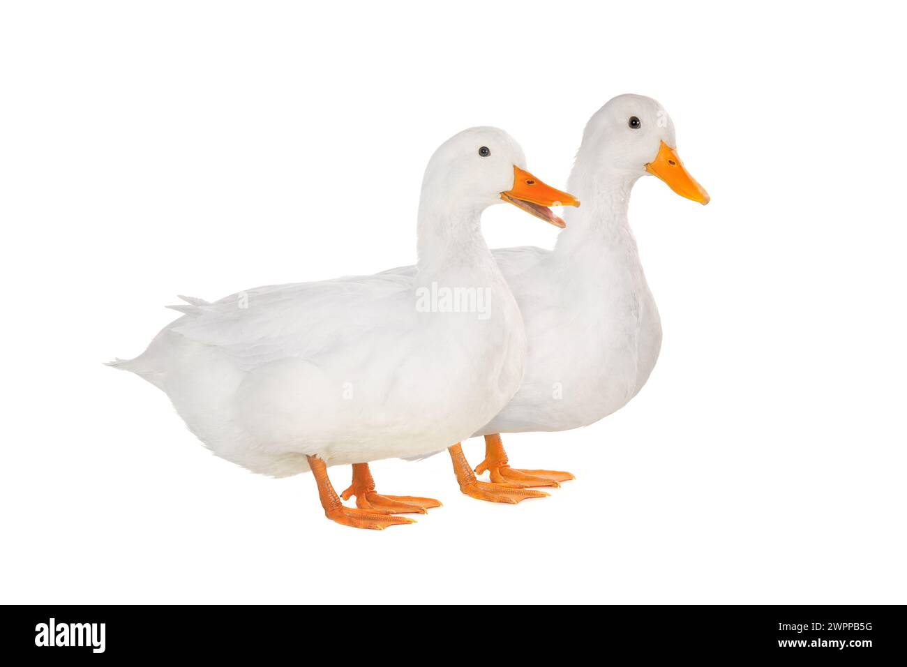 two white duck on white a background Stock Photo - Alamy