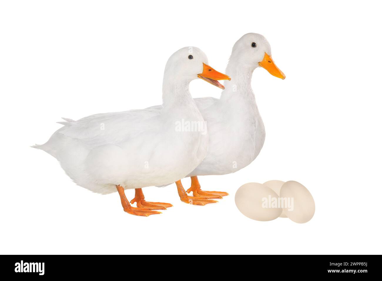 Duck egg background Cut Out Stock Images & Pictures - Alamy