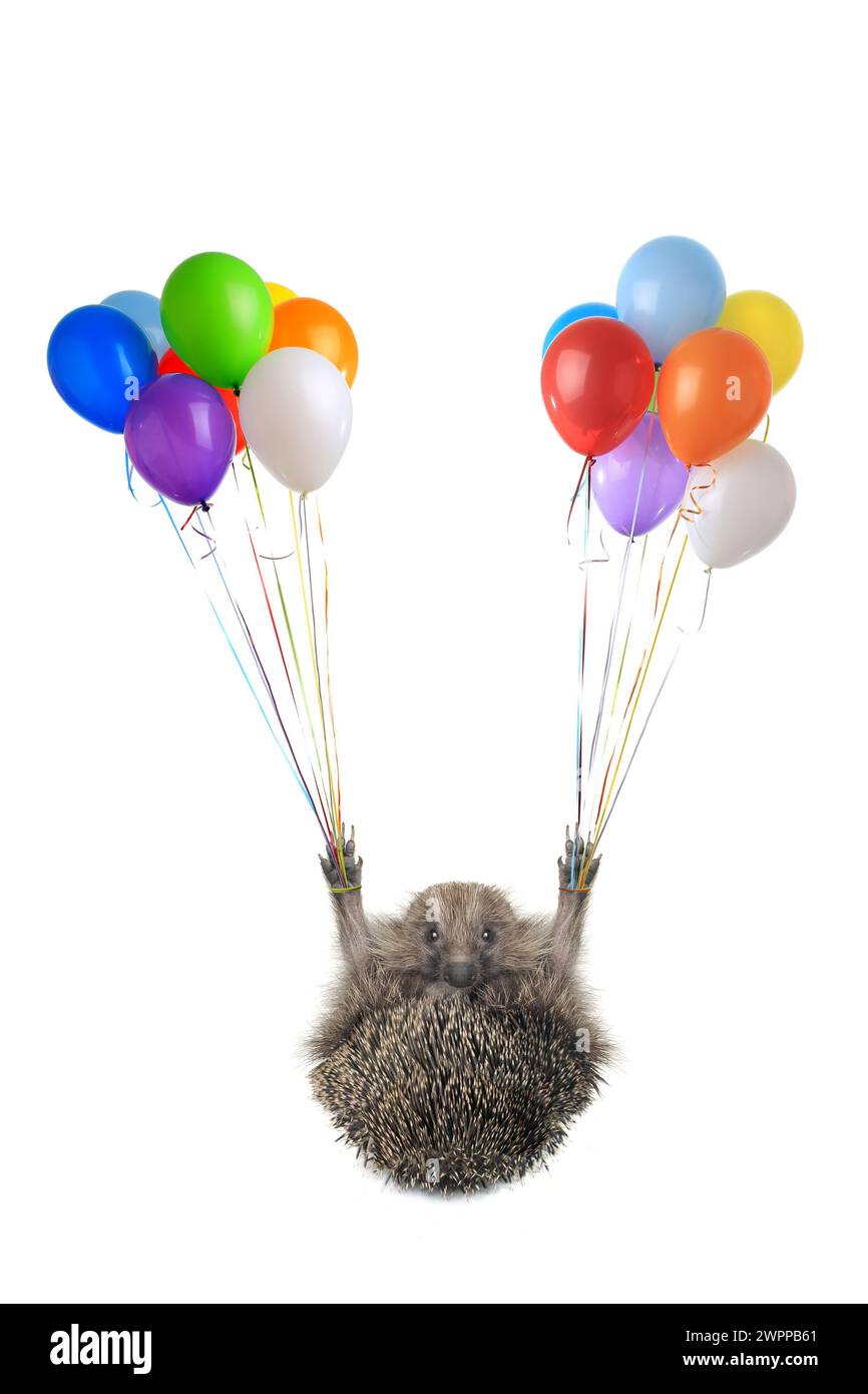 isolated hedgehog flying by balloons Stock Photo - Alamy