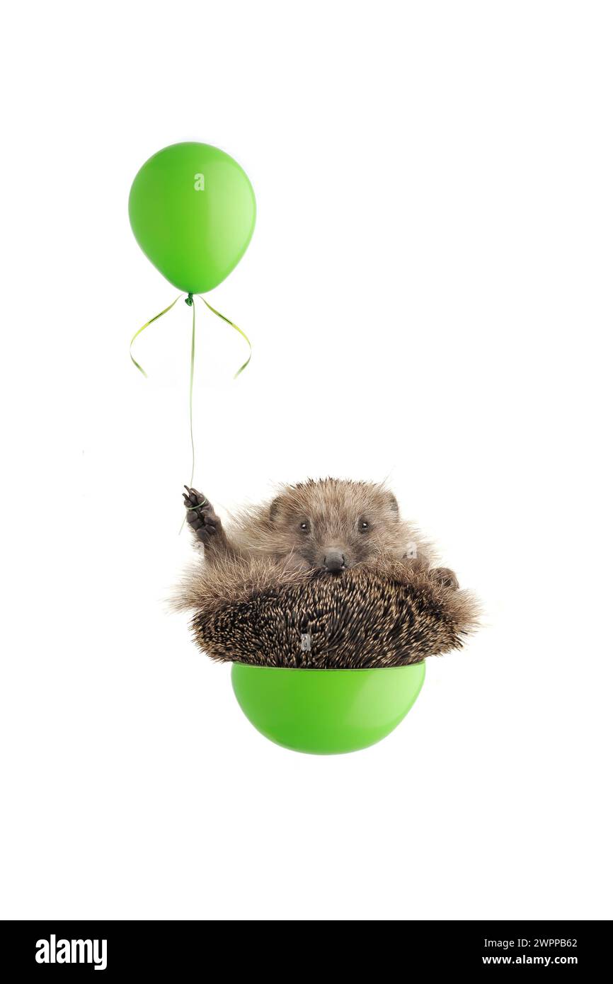 isolated hedgehog flying by balloons Stock Photo - Alamy
