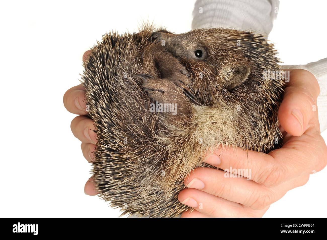 hedgehog hands on a white background Stock Photo - Alamy