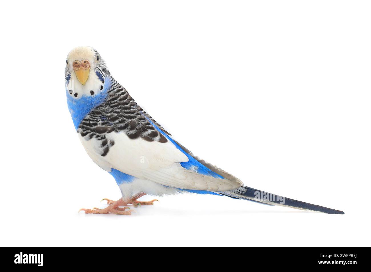 blue budgie isolated on white background Stock Photo - Alamy