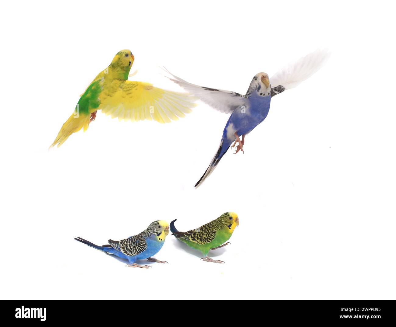 take-off of a parrot on a white background Stock Photo - Alamy