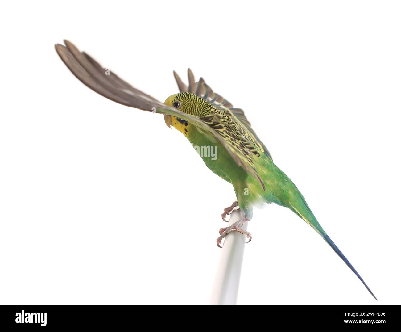take-off of a parrot on a white background Stock Photo - Alamy