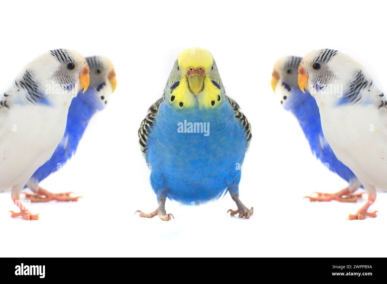 budgerigars australian parakeets isolated on white background Stock ...