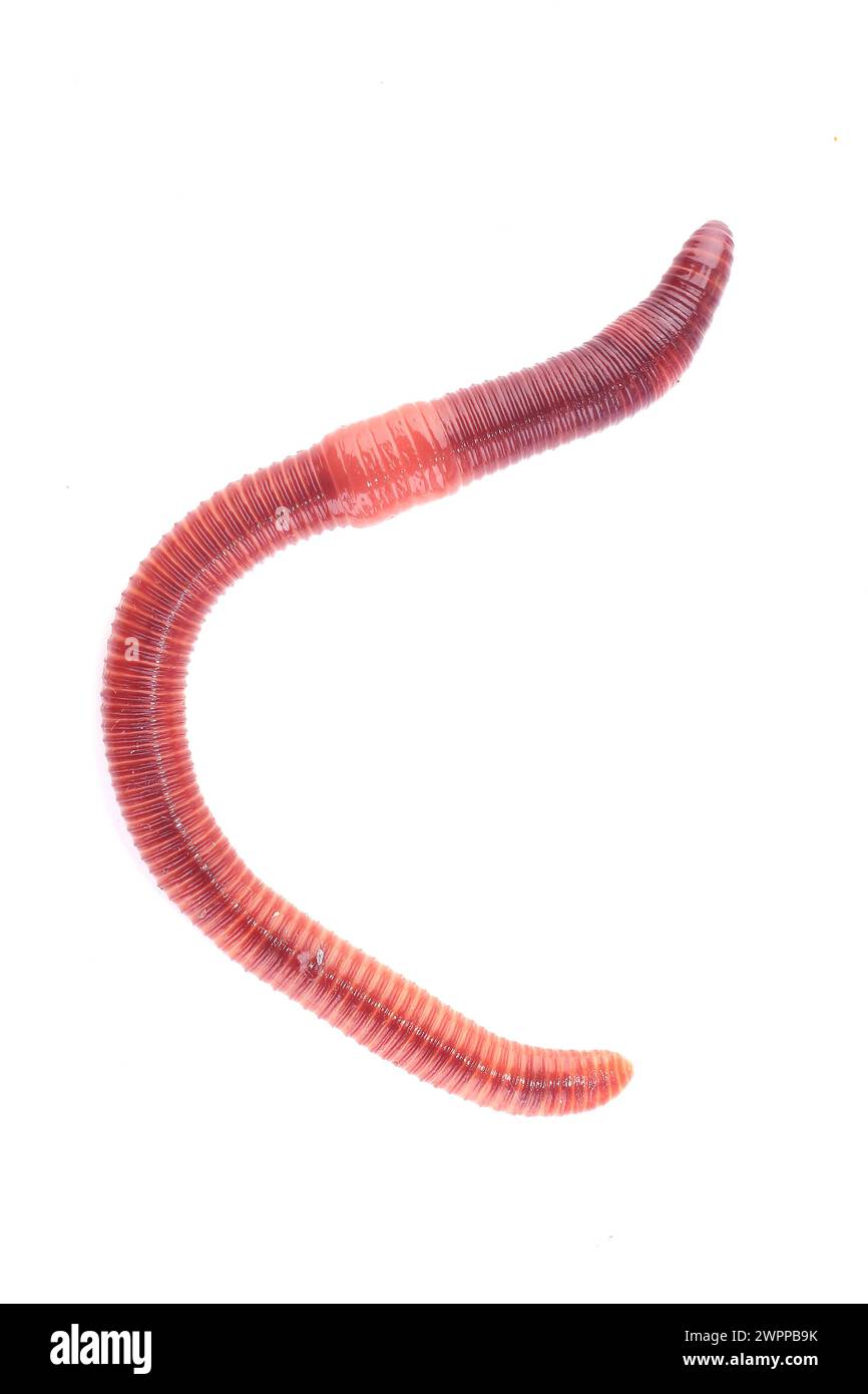 earth worm isolated on white background Stock Photo - Alamy